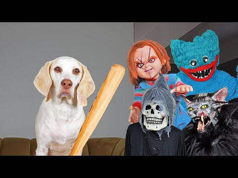 World's Cutest Assassin Pt 2: Funny Dog Maymo Fight Scene Compilation