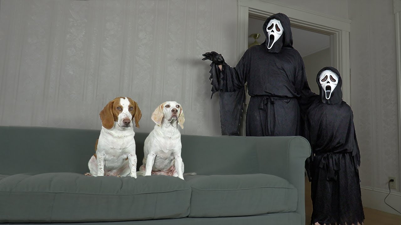 Dogs Make a Mess With Tiny and Giant Ghostface!