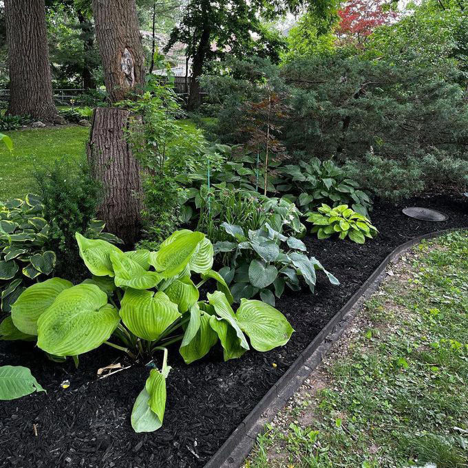 9 of the Best Black Mulch Landscaping Ideas