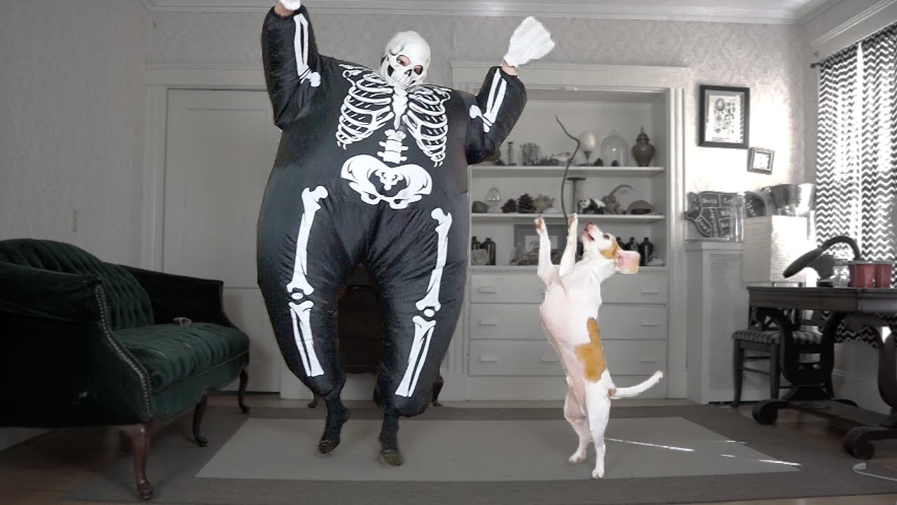 A dog dances alongside a skeleton in a chub suit