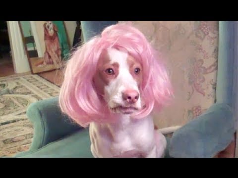 Dog Rocks a Pink Wig Like a Diva
