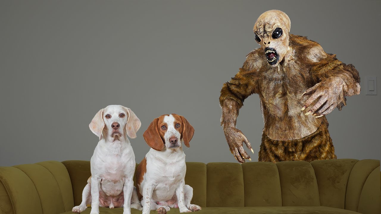 Dogs tackle hobgoblin monster in spooky Halloween prank