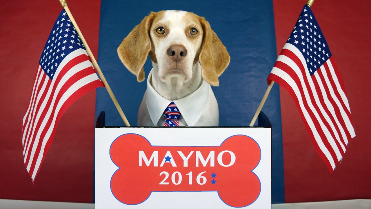 Maymo the Dog Runs for President: Maymo 2016