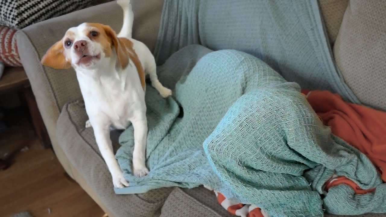 A dog grows suspicious of something moving under the blanket