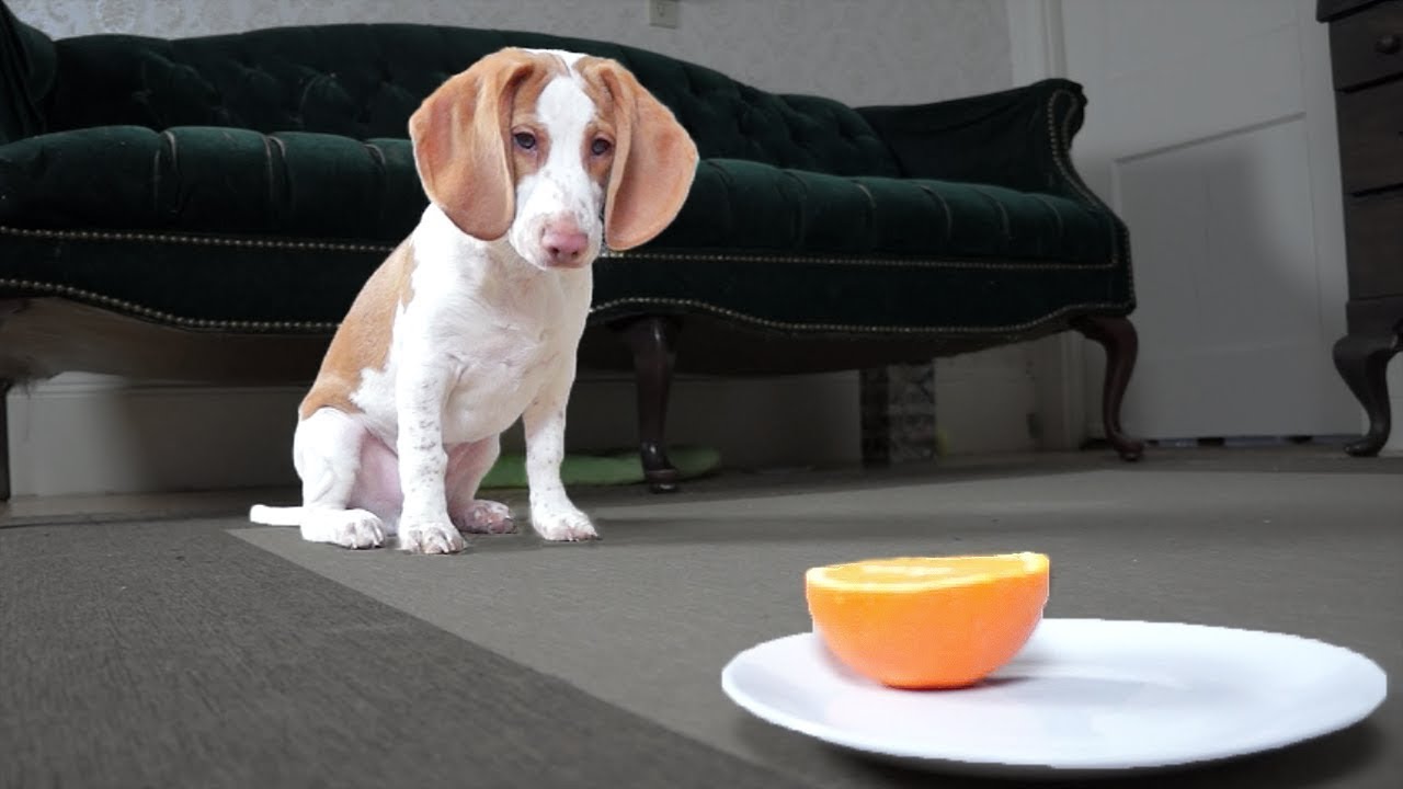 Cute Puppy vs. Orange: Cute Puppy Dogs Potpie & Maymo