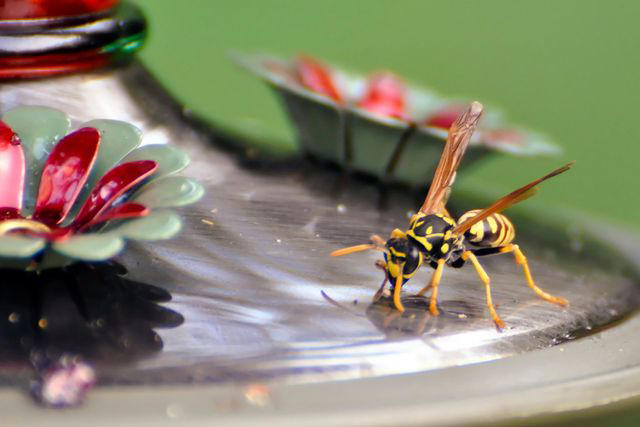 How to Keep Bees Away from Hummingbird Feeders