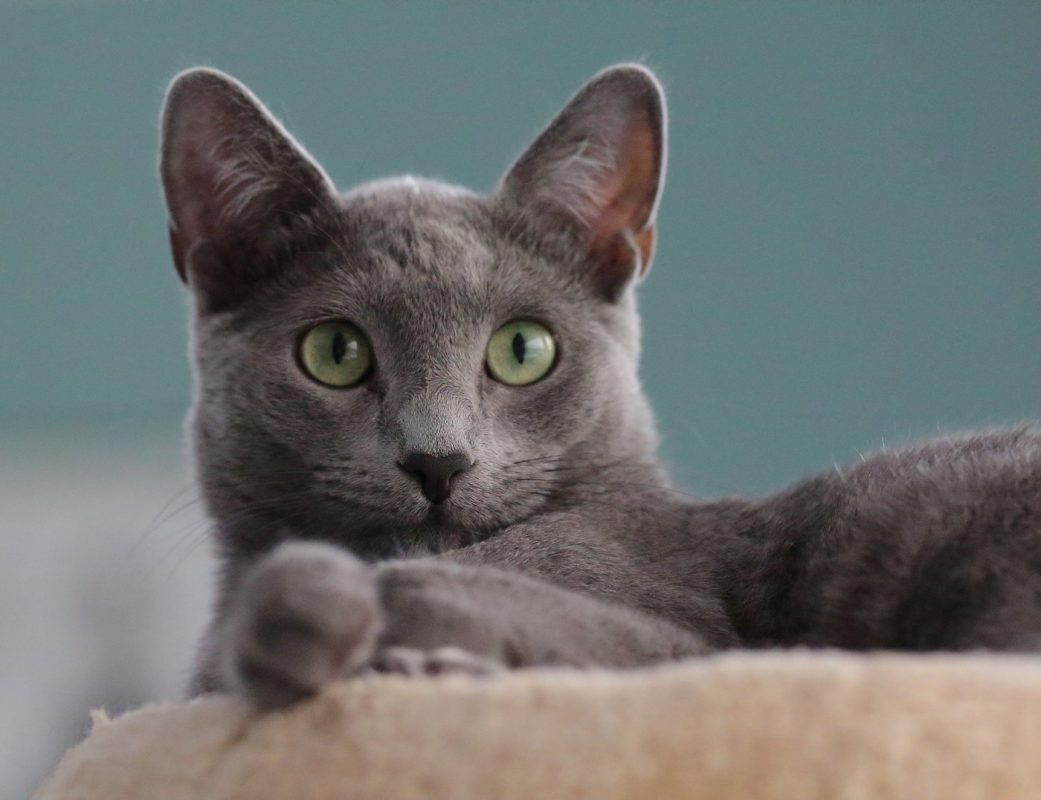 10 Mesmerizing Blue-Eyed Cat Breeds That Will Leave You Spellbound