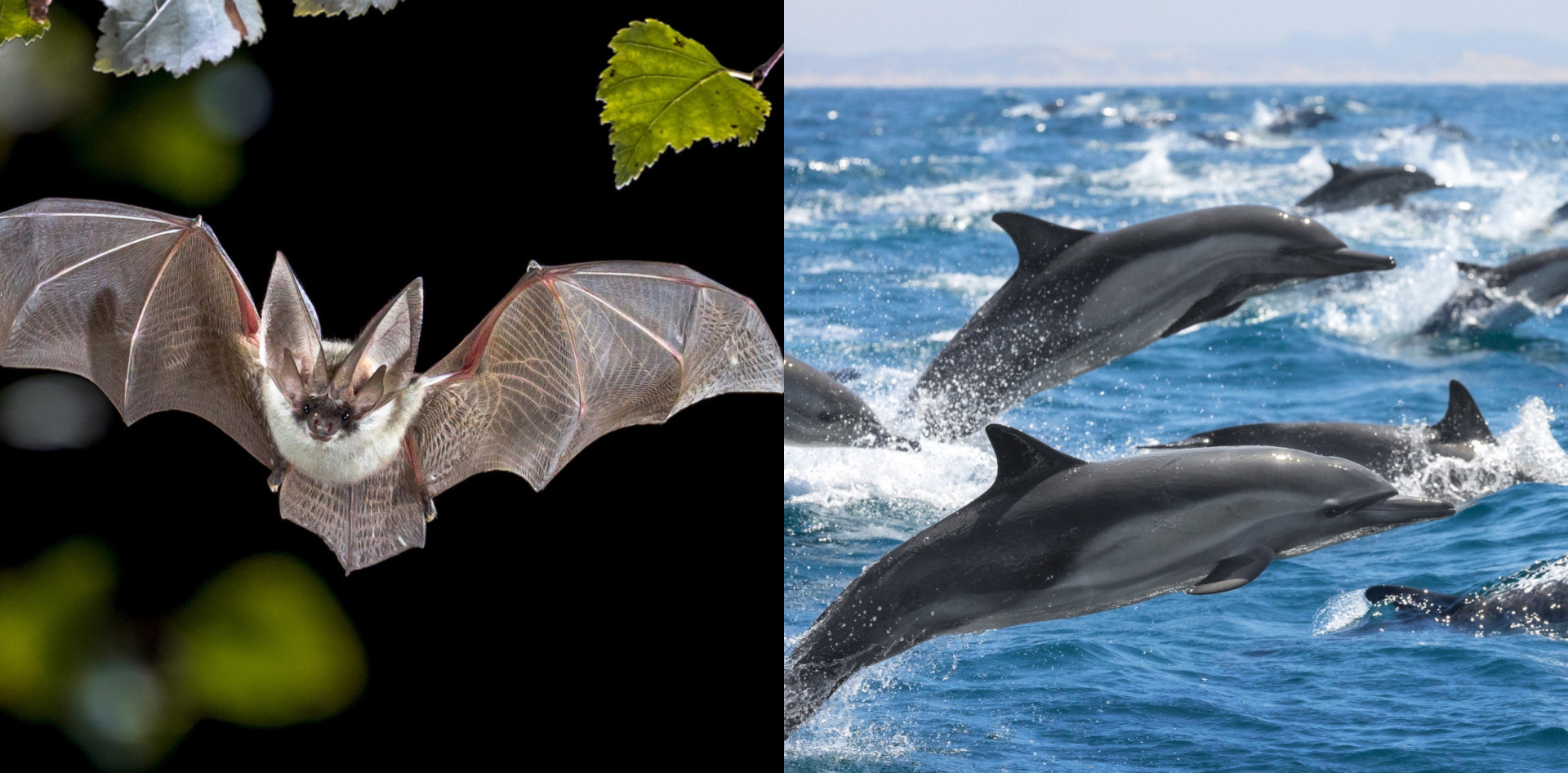 Which animals navigate by sound? Which animals navigate by sound?