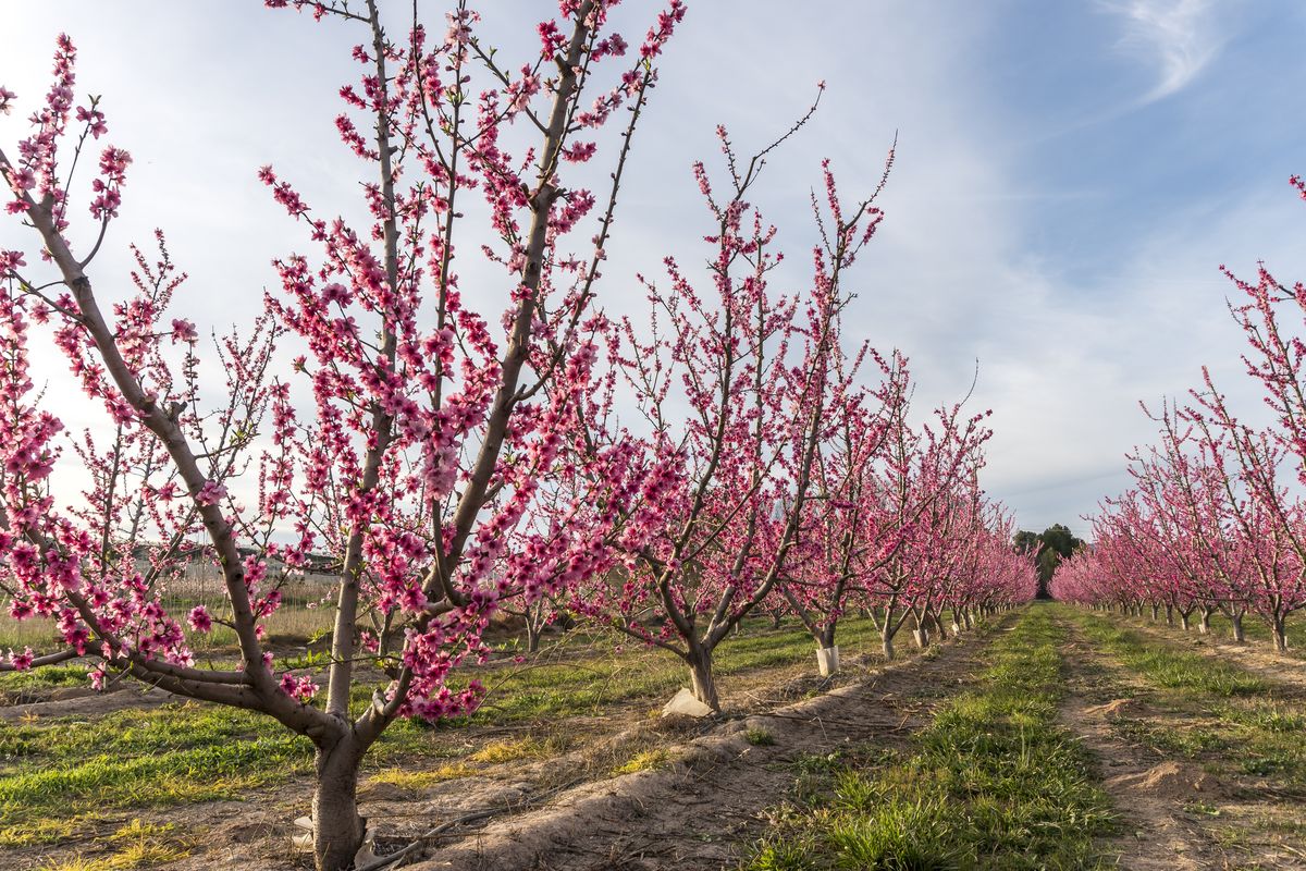 Every Garden Needs One of These Pink Flowering Trees