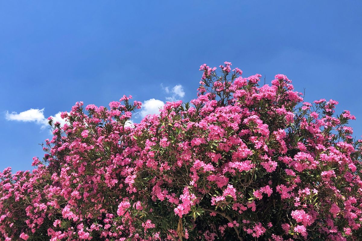 We Found The BEST Pink Flowering Trees to Boost Your Curb Appeal