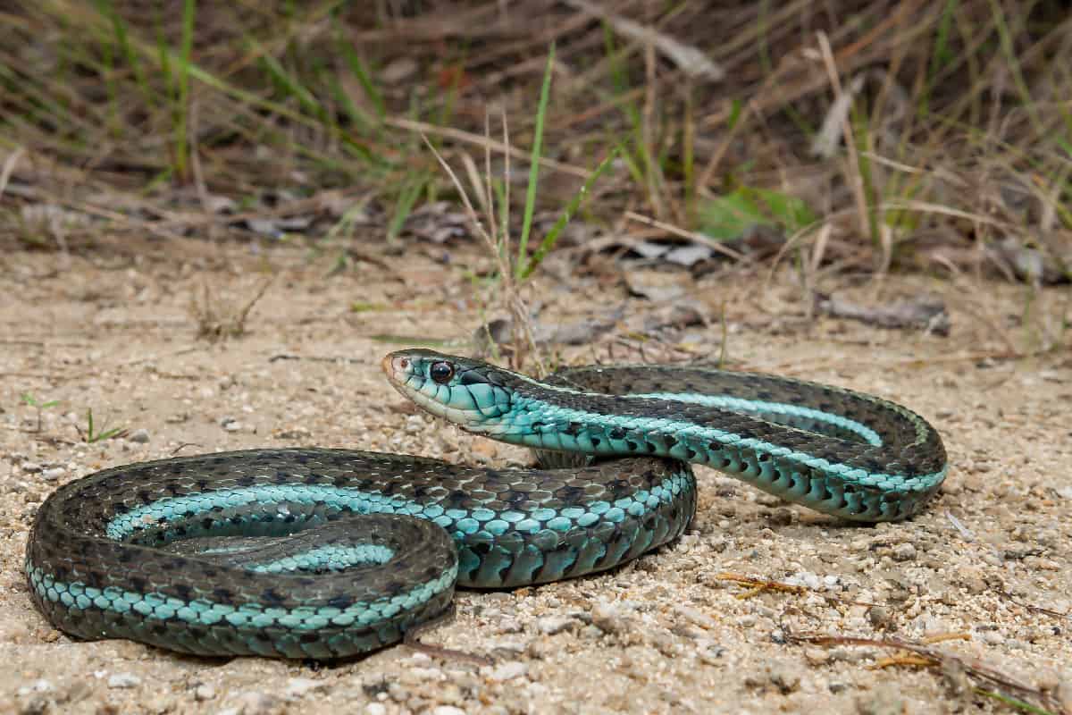 It’s Impossible to Be Scared of These Stunning Snakes
