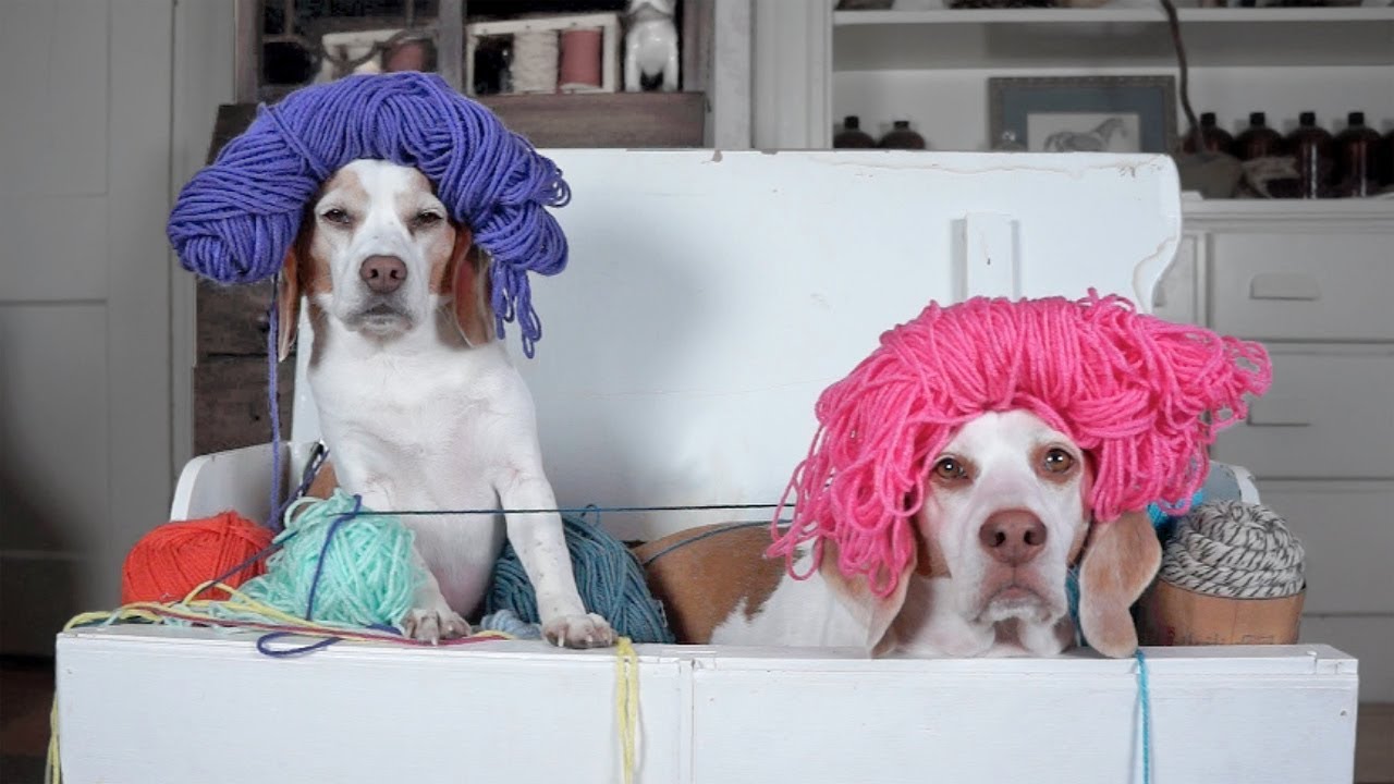 Dogs plunder a trunk full of yarn