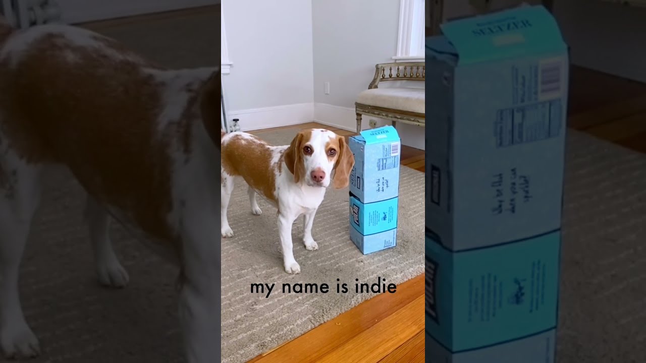 Dog Has a Weird Obsession with Hiding in Boxes