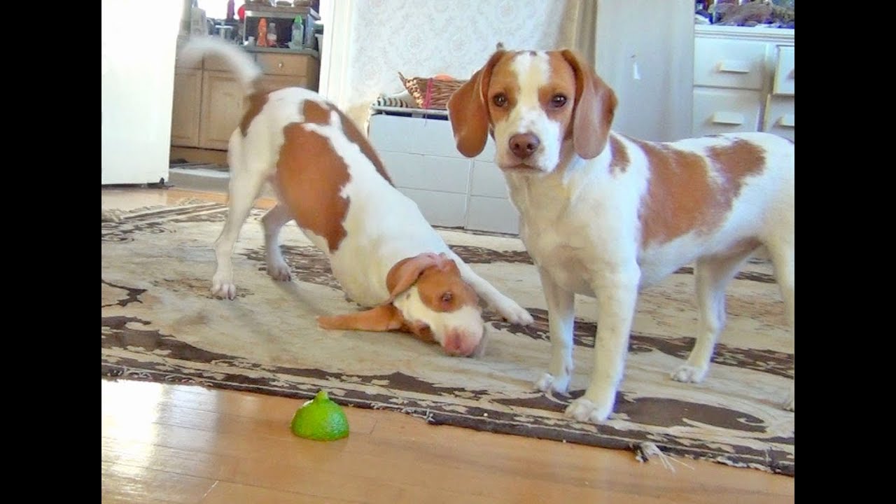 Dog Shows Puppy How to Tackle a Lime