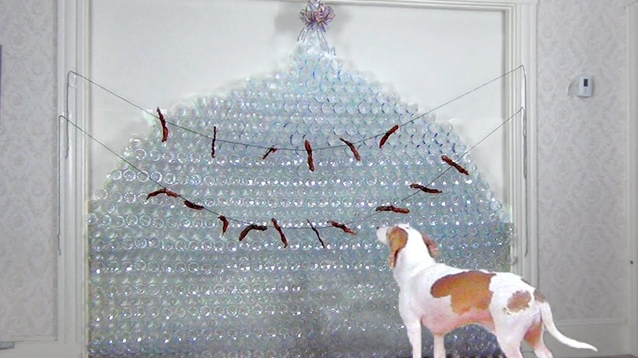 A dog reacts to an over-the-top Christmas tree surprise