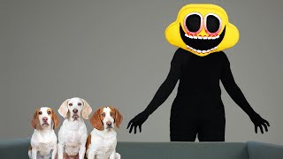 Funny Dogs Take On Real-Life Lemon Demon Prank
