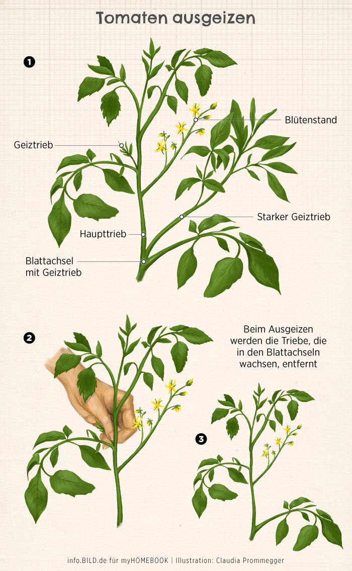 4 Tipps, die das Wachstum von Tomatenpflanzen beschleunigen