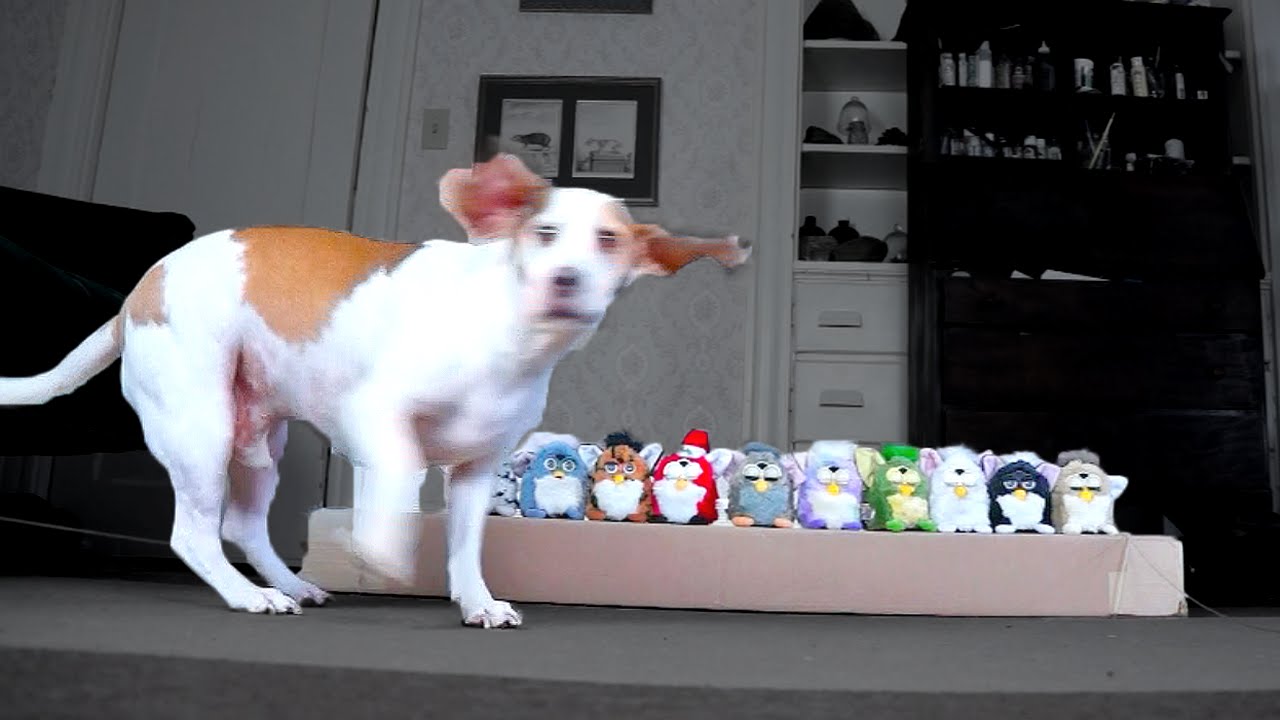 A dog faces a full-on Furby army attack
