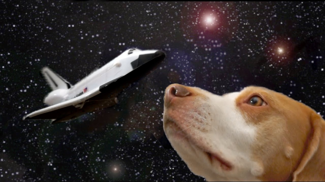 A dog imagines life as the world’s tallest canine