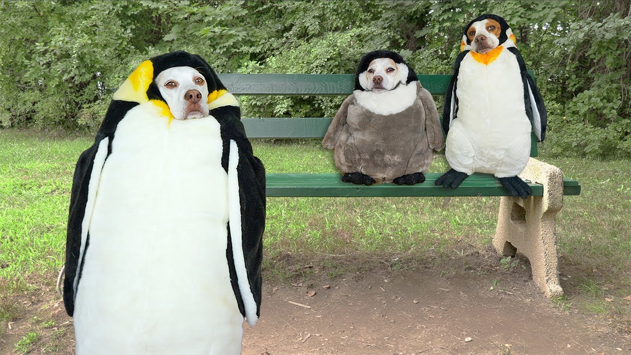 Lonely penguin dog finds friends in heartwarming short