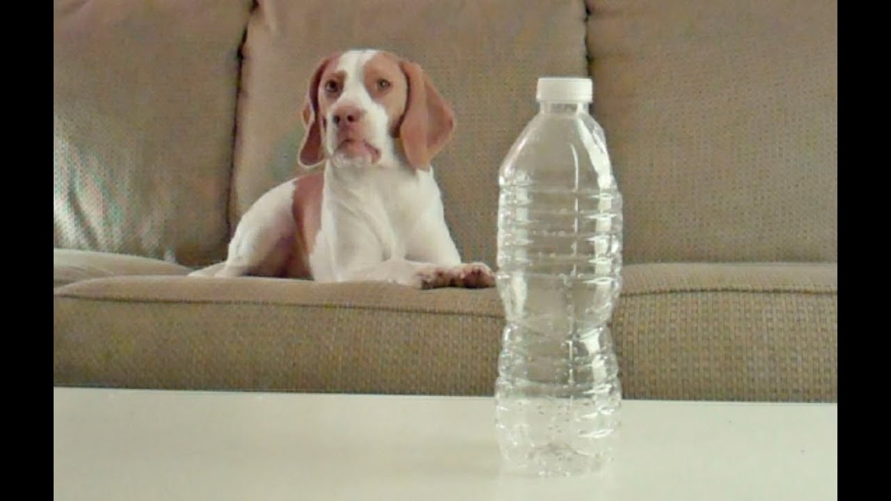 Dog’s Fascination with Water Bottles Is Too Relatable