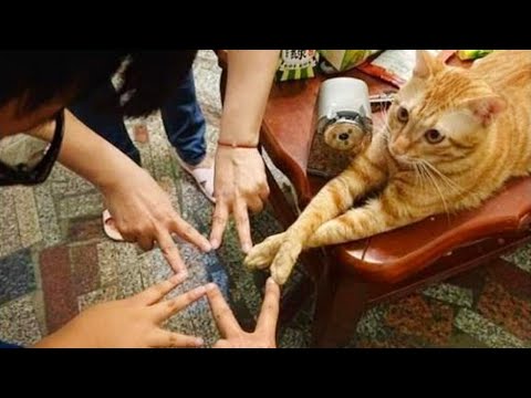 Friendship goals: cats and humans doing crazy things together