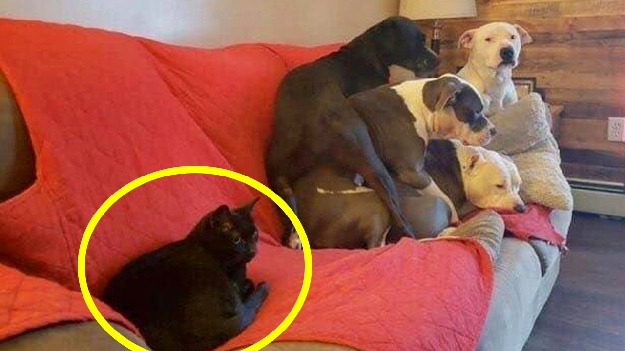 Funny Dog and Cat Videos That Will Make You Laugh Out Loud