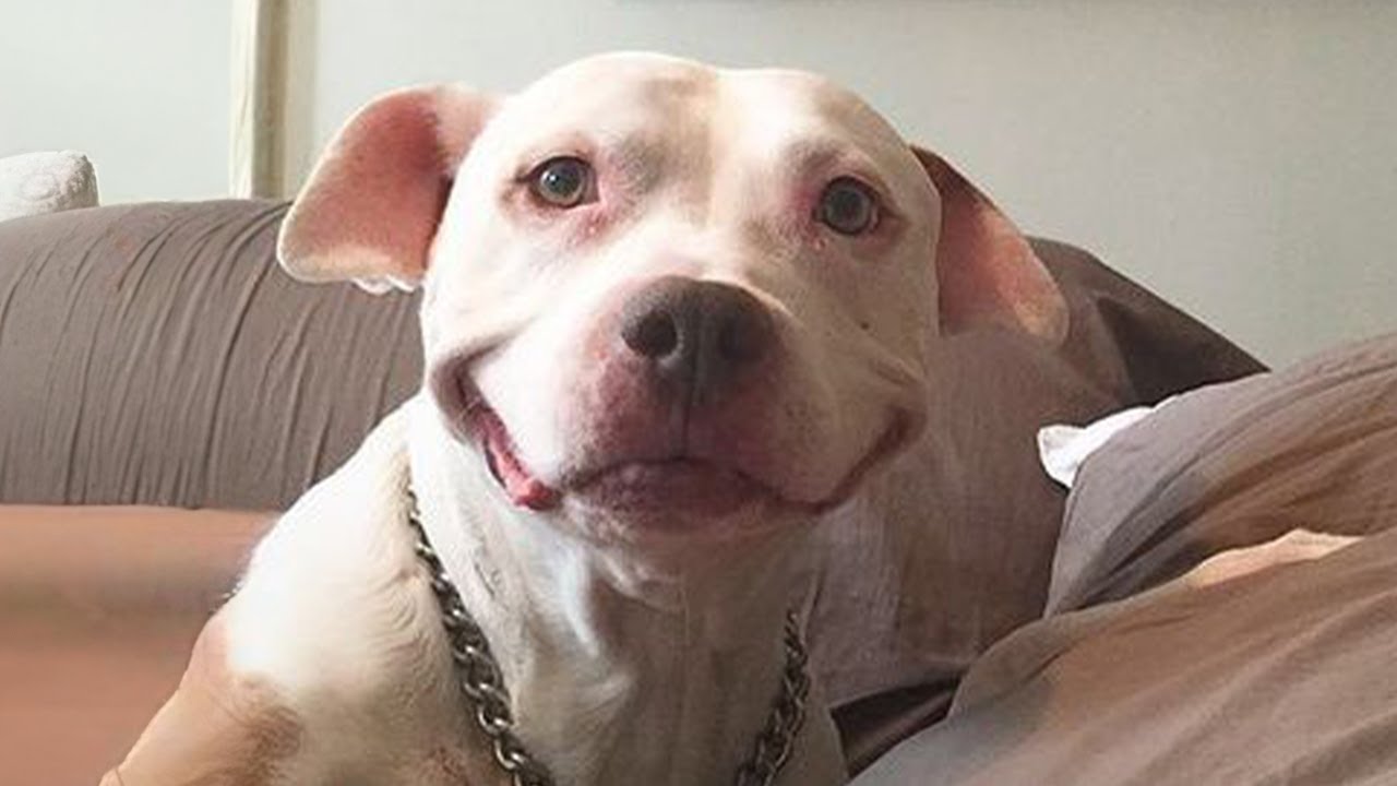 Dogs Doing Silly Things Will Make You Smile