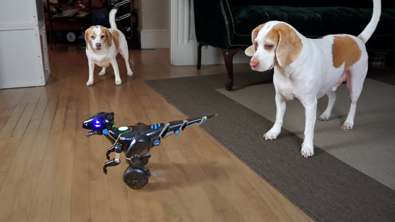 A dog bravely steps in to stop a dinosaur robot