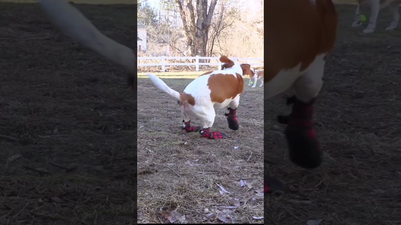 Mischievous Dog Wears Shoes for the First Time