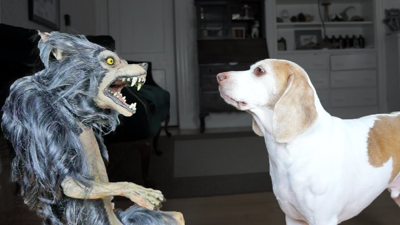 Dog faces a howling werewolf in a prank
