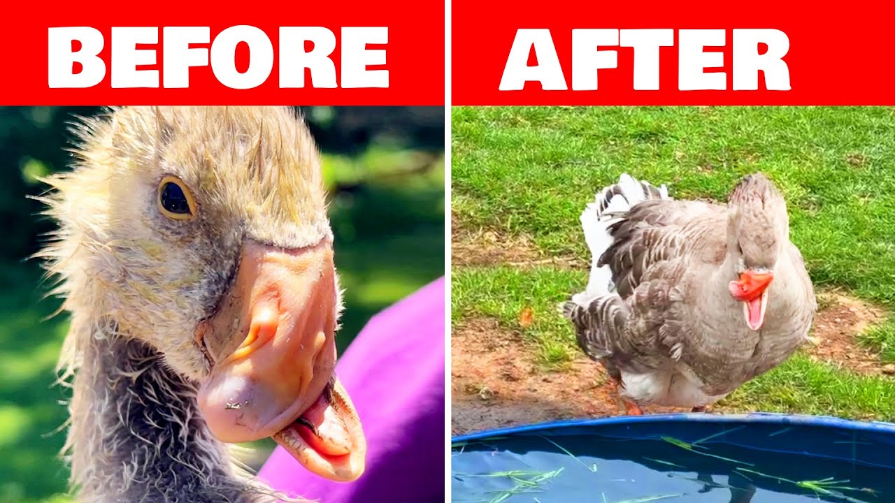 The goose with the crooked mouth on our farm