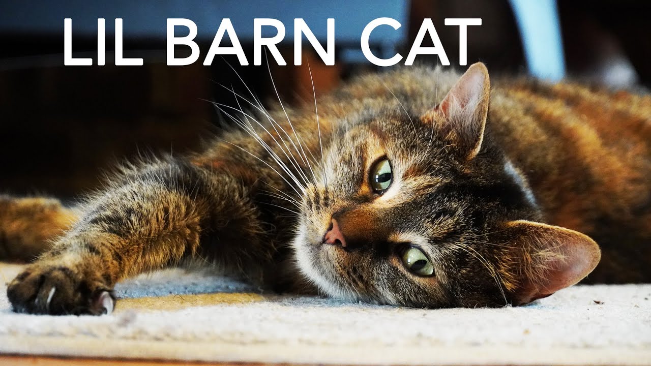 Hit by a car! Six months later update on cat