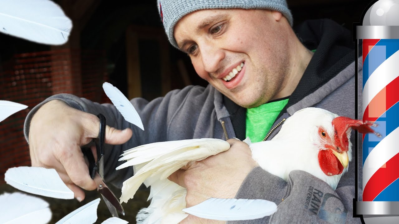 Gave My Chickens a Haircut