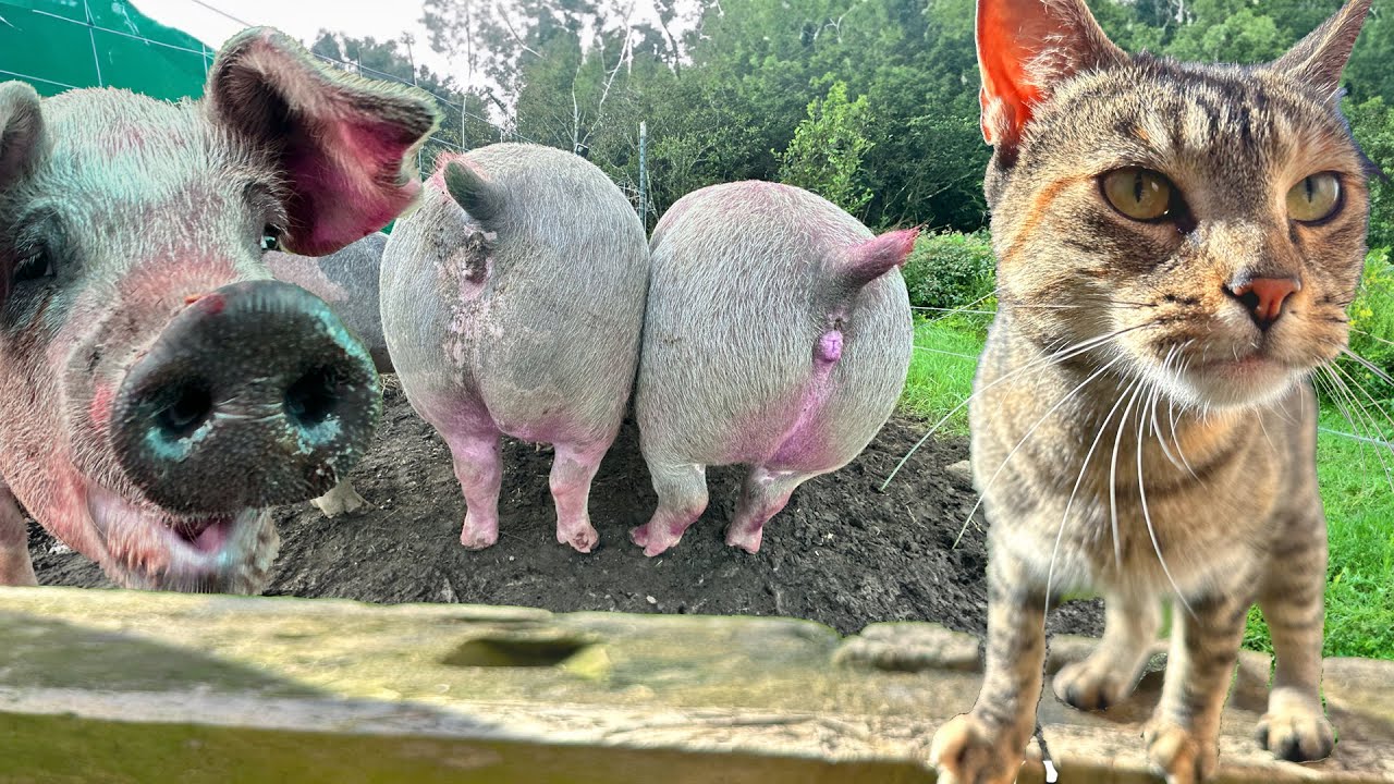 Apple bottom pigs and barn cats cause farm chaos