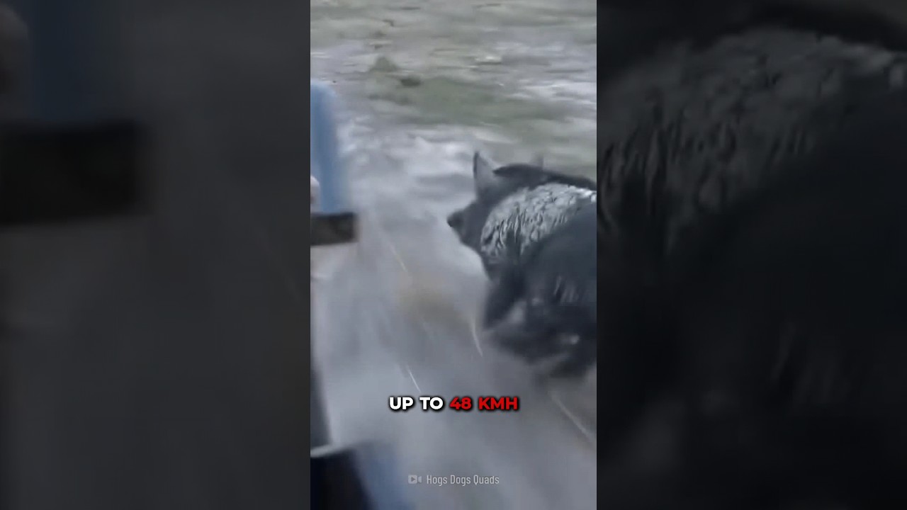 What to Do If You Face an Angry Wild Boar