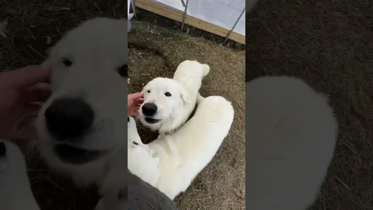 Release the Quacken!