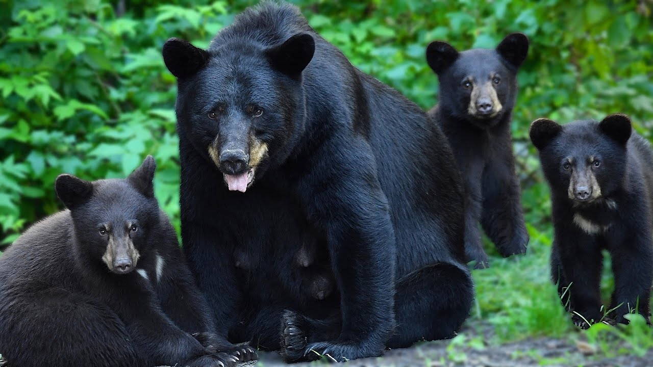 Black bears observed interacting with Vermont farm property