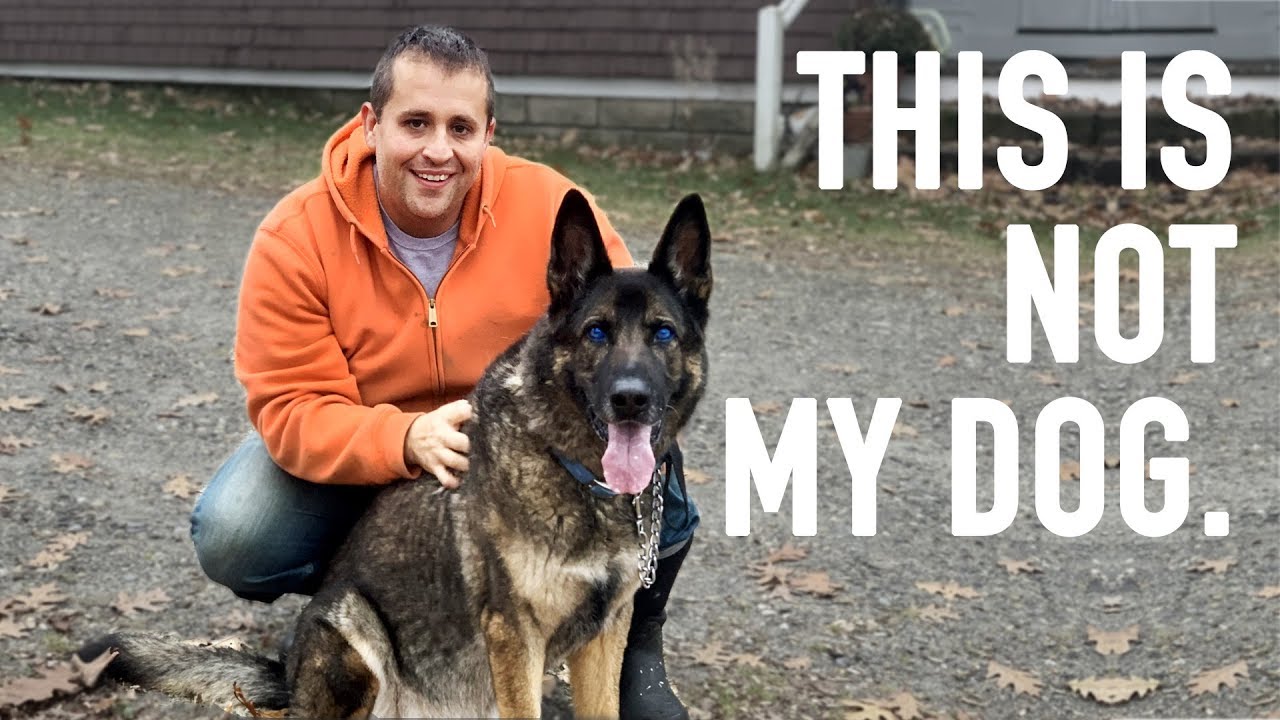 Why We Chose Not to Have a Farm Dog on Our Land