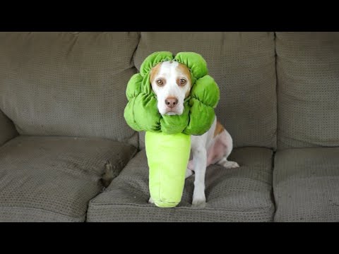 Dog in Broccoli Costume Eats Broccoli‚ Watch Cute Dog Maymo in Action!