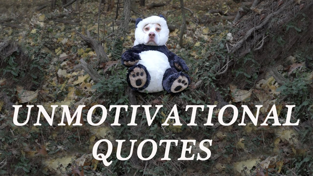 Grumpy Dog Reads the Worst Motivational Quotes
