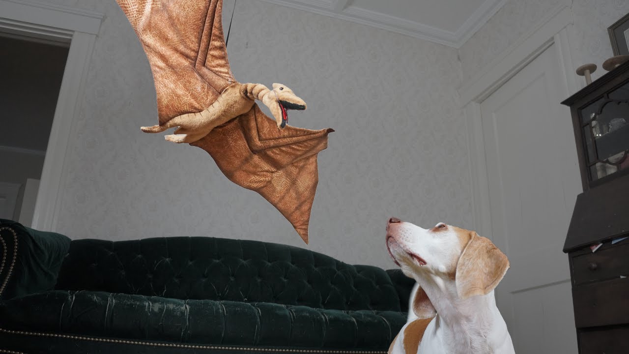Dog vs Flying Dino/Dragon: Game of Thrones Edition with Maymo