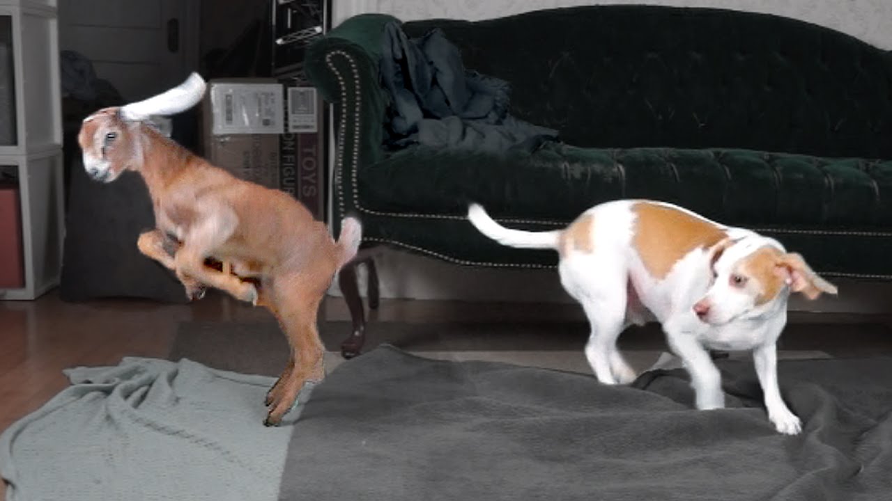 Cute Dog & Baby Goats Play Together for the First Time‚ Adorable ...