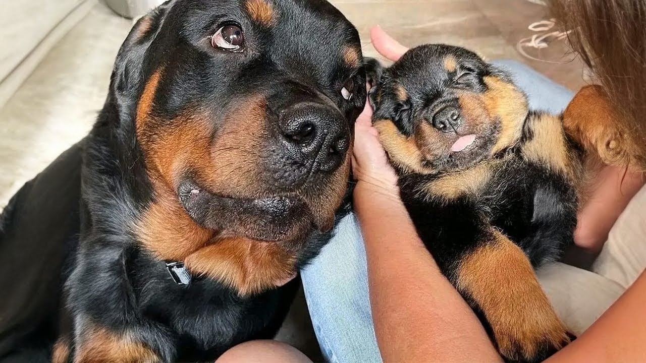 These Dogs Will Make You Laugh Your Heart Out