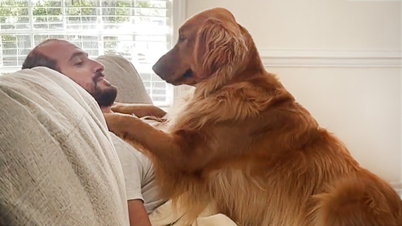 When Your Dog Secretly Loves Your Boyfriend More