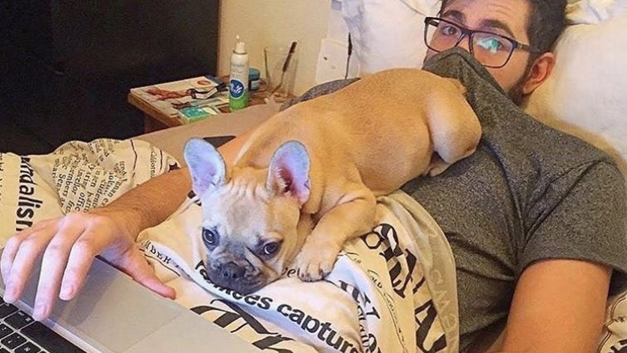 French bulldogs do things that make everyone laugh nonstop