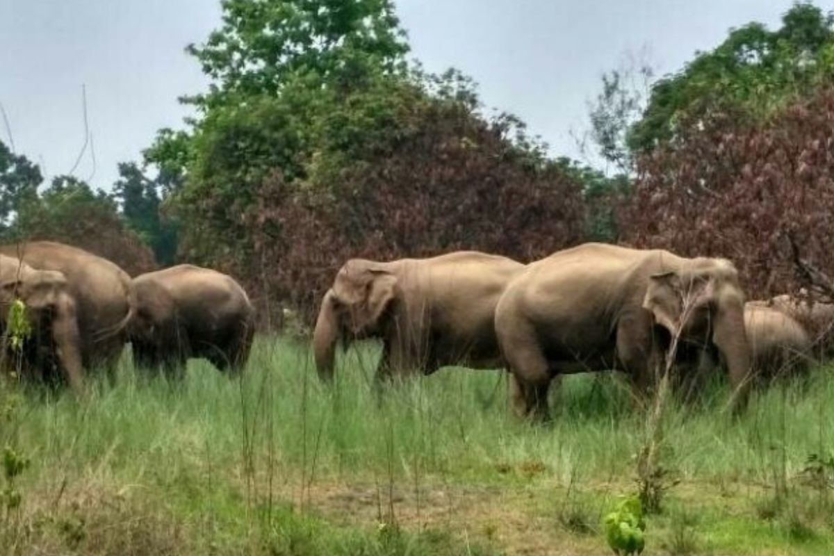 Tribal couple trampled to death by wild elephant in Kerala’s Kannur