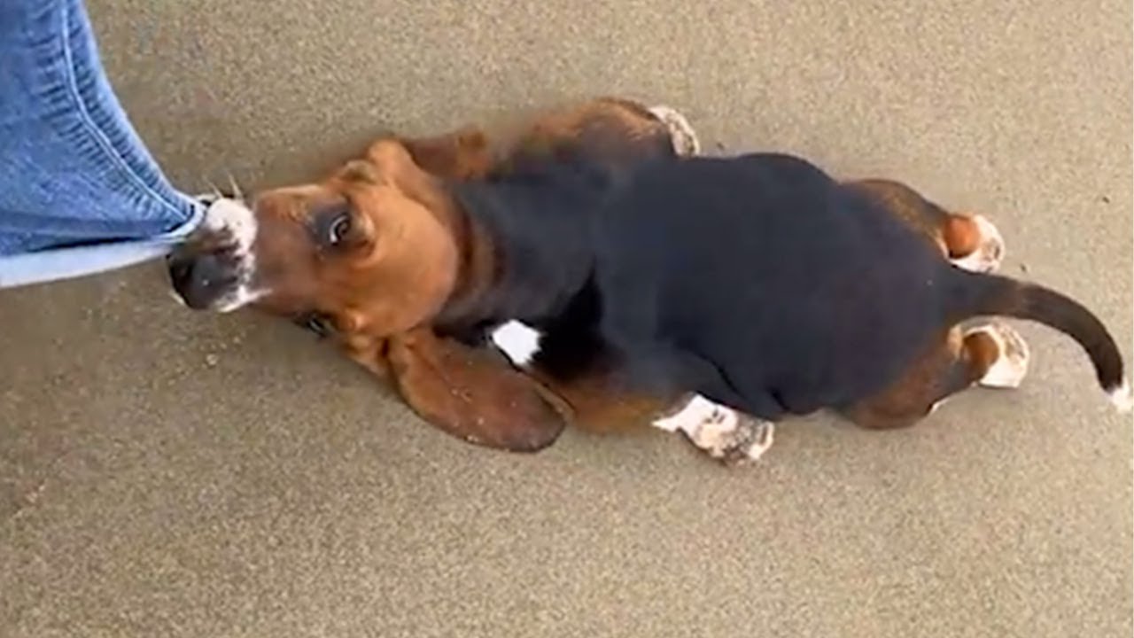 Why Dogs Always Win the Award for Funniest Pets