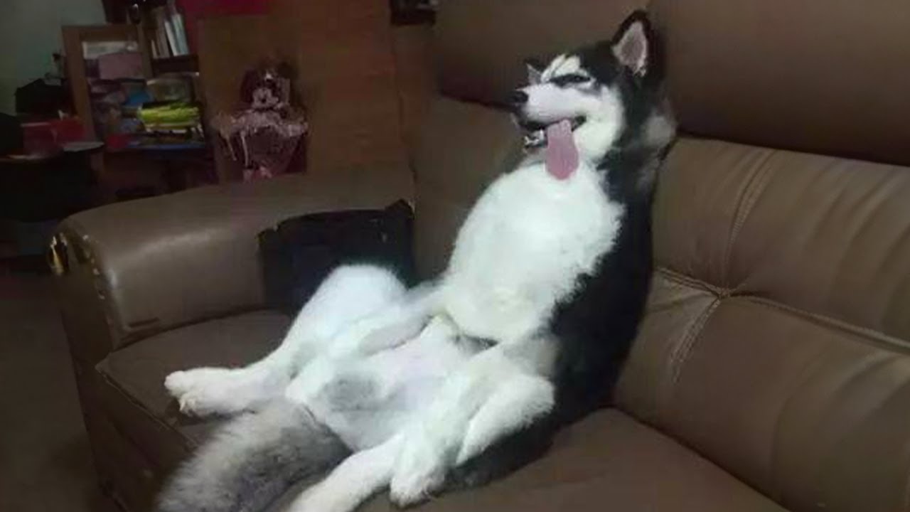 Someone fix my mischievous dog, please!