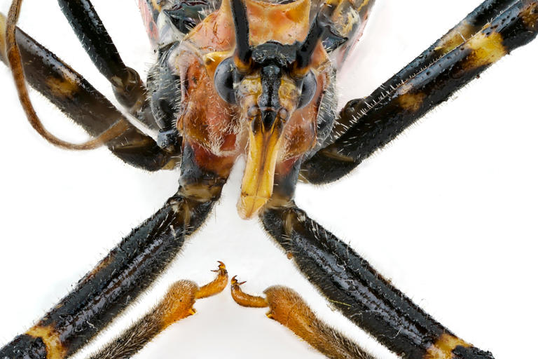 What Are Assassin Bugs And What Do You Do If Youre Bitten By One